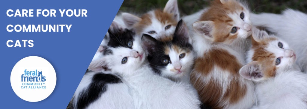 Feral Friends Community Cat Alliance – Your Tagline Here