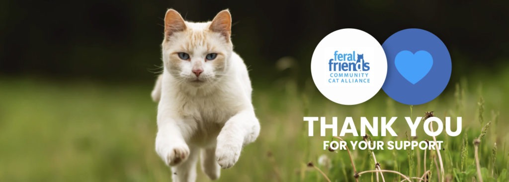 Feral Friends Community Cat Alliance – Your Tagline Here
