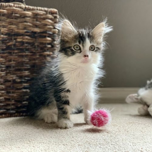 bing – Feral Friends Community Cat Alliance