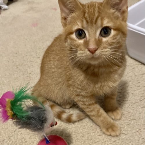 Poof – Feral Friends Community Cat Alliance