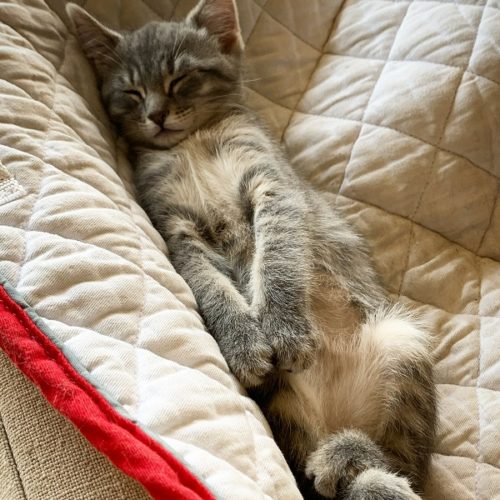 Jeff – Feral Friends Community Cat Alliance