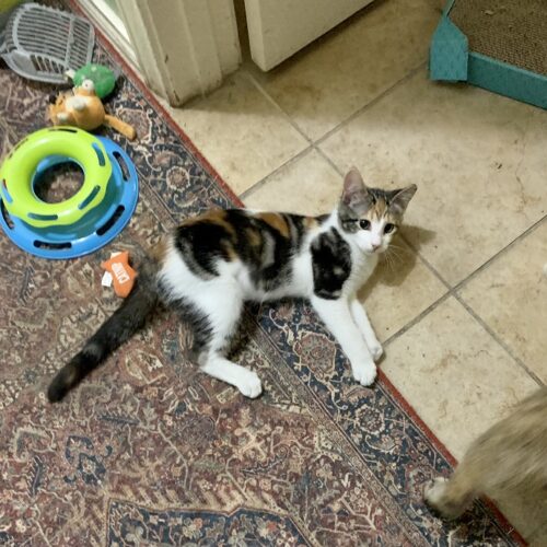 Available Cats – Feral Friends Community Cat Alliance