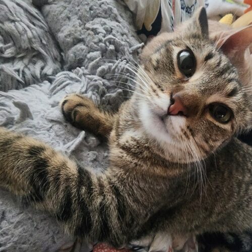 Koko – Feral Friends Community Cat Alliance